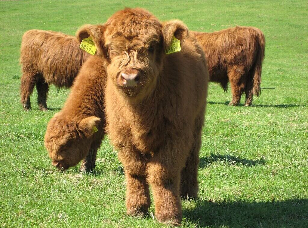 Mini Highland Cow: Characteristics, Key to Recognize, Feeding Guide and ...