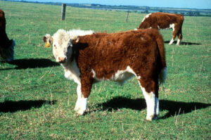 The Miniature Hereford Cows: Perfect Small-Scale Cattle for Your Farm ...