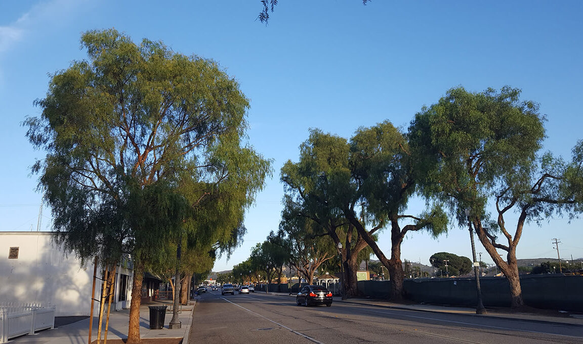 Californian and Brazilian Pepper Trees: Planting Guide and Essential ...